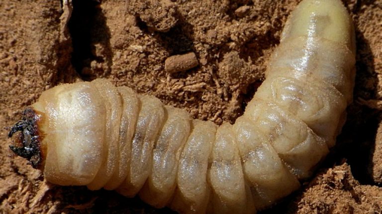 ¿Carcoma? descubre algunos tips para evitarla